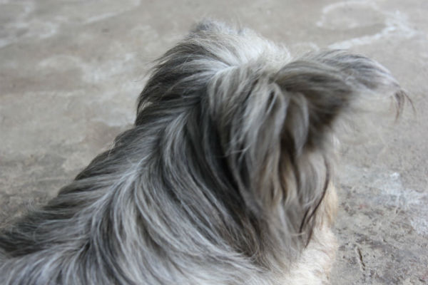 Perché il cane perde il pelo Perché il cane perde il pelo