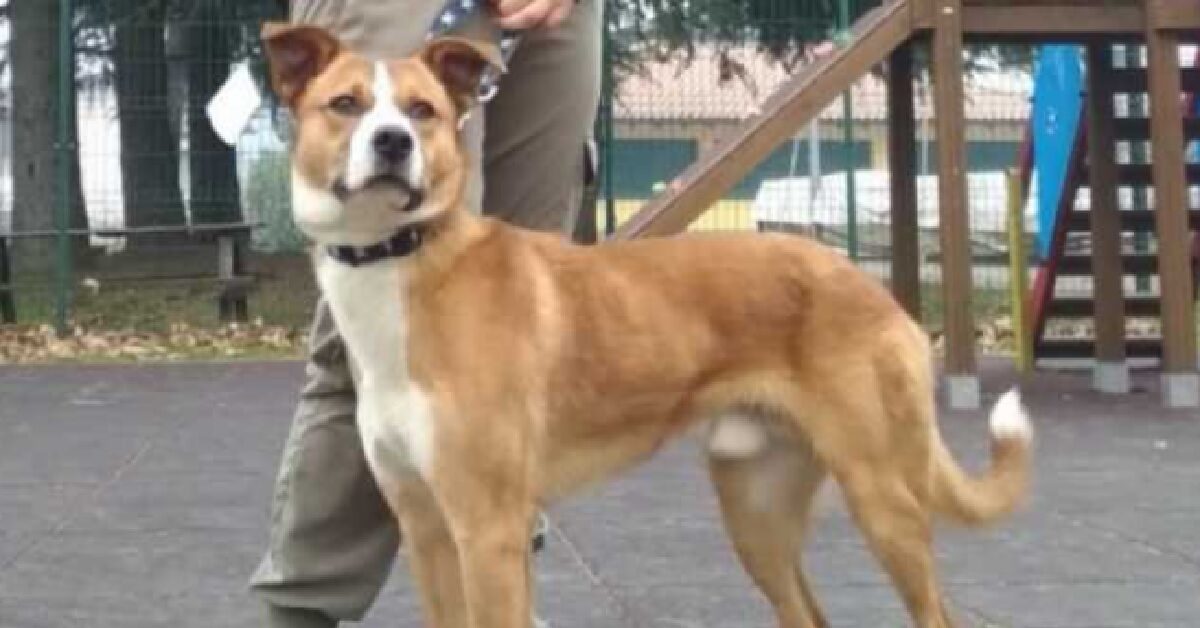 Valle Antrona, perso il cane Ciccio durante gita sul lago, la famiglia ... Valle Antrona, perso il cane Ciccio durante gita sul lago, la famiglia ...