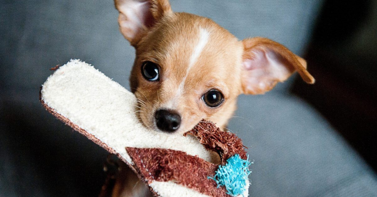 5 motivi per cui i cani rubano le scarpe dei proprietari 5 motivi per cui i cani rubano le scarpe dei proprietari