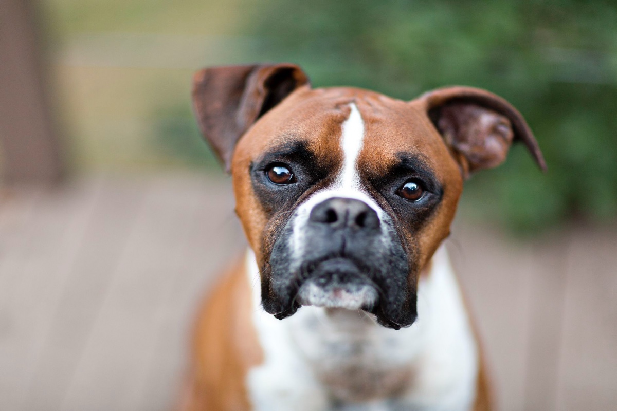 Boxer, tutto su questa razza: carattere, curiosità, consigli e cure Boxer, tutto su questa razza: carattere, curiosità, consigli e cure