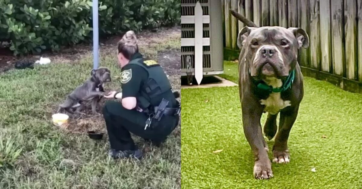 Liam, il cane legato ad un palo che ha chiesto aiuto alla Polizia Liam, il cane legato ad un palo che ha chiesto aiuto alla Polizia
