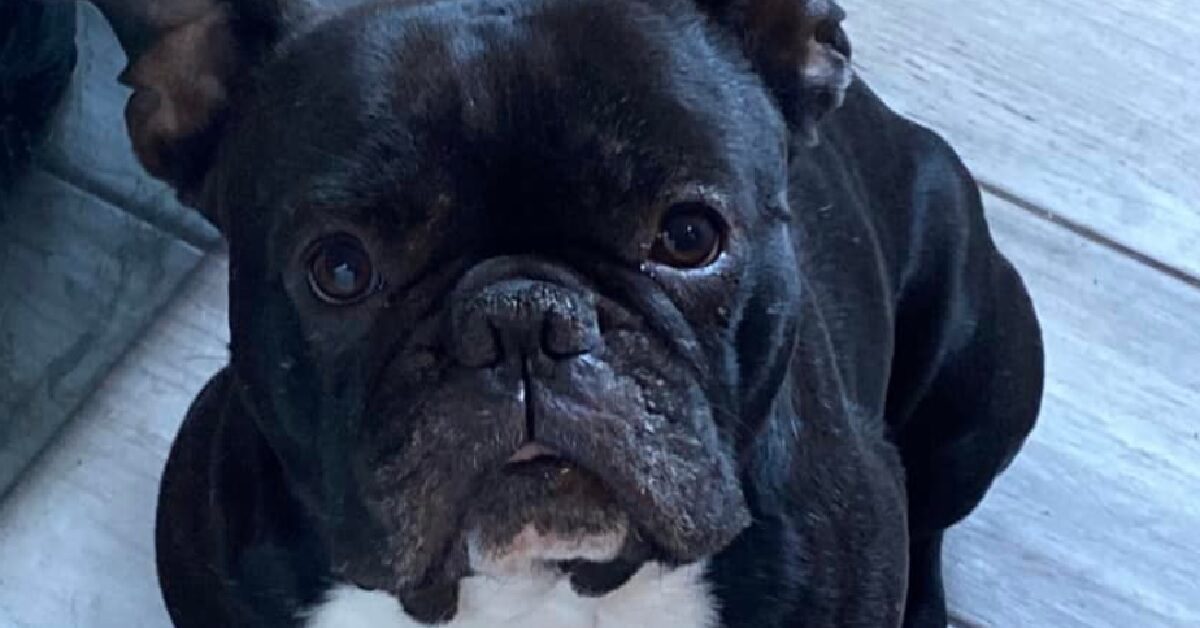 Marino, perso un cane di nome Ercolino, la scomparsa del Bulldog ... Marino, perso un cane di nome Ercolino, la scomparsa del Bulldog ...