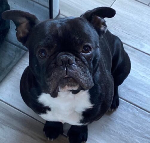Marino, perso un cane di nome Ercolino, la scomparsa del Bulldog ... Marino, perso un cane di nome Ercolino, la scomparsa del Bulldog ...