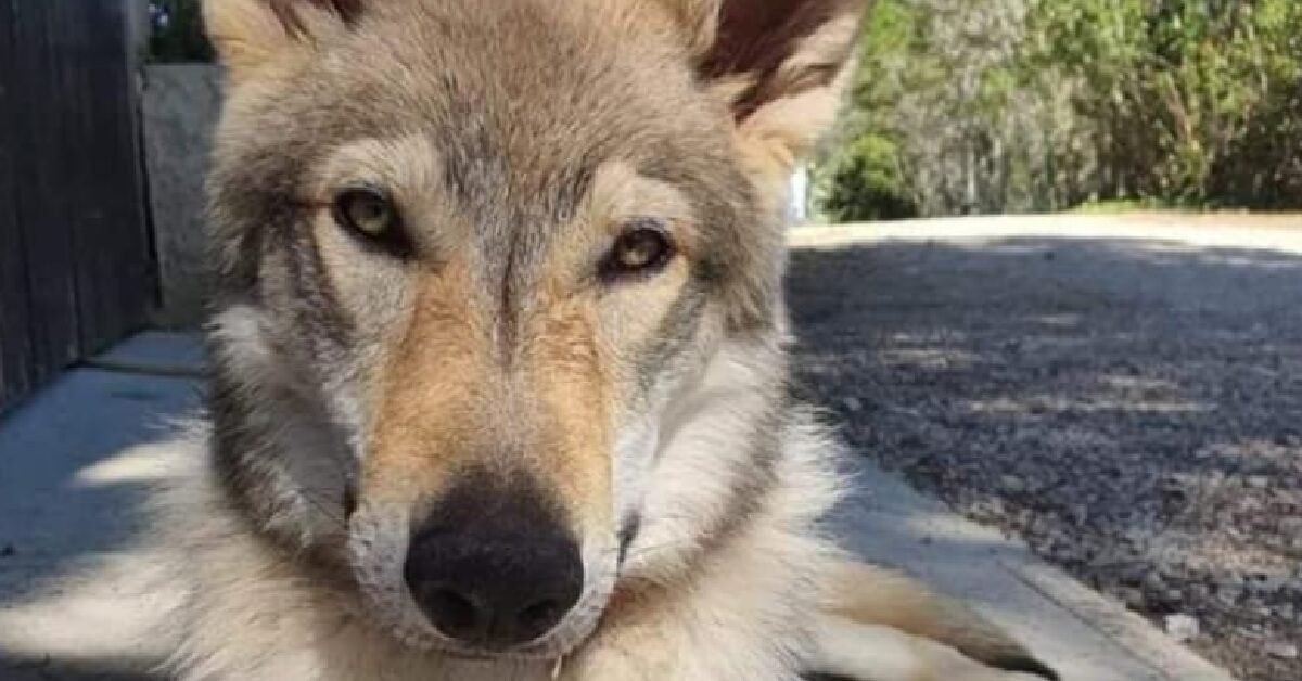 Collecorvino, denunciata la scomparsa di un cane Lupo Cecoslovacco ... Collecorvino, denunciata la scomparsa di un cane Lupo Cecoslovacco ...
