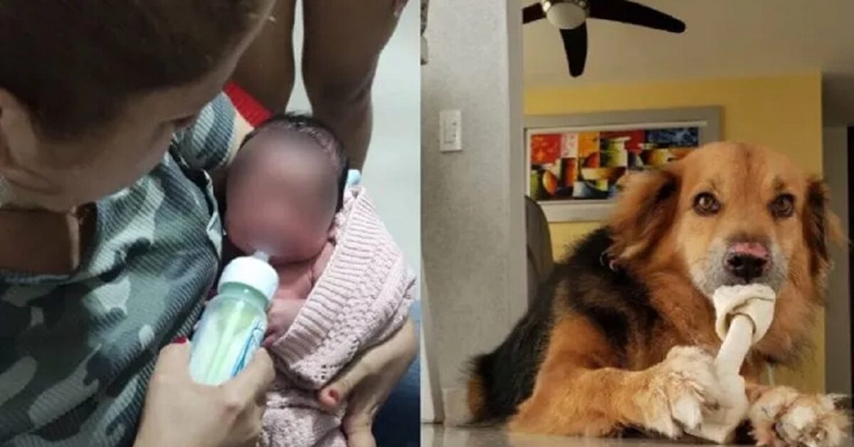 Cane salva un neonato malnutrito e abbandonato nel parco Cane salva un neonato malnutrito e abbandonato nel parco