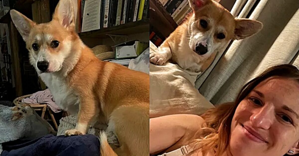 Il cane impara ad accendere e a spegnere la luce per infastidire la sua ... Il cane impara ad accendere e a spegnere la luce per infastidire la sua ...