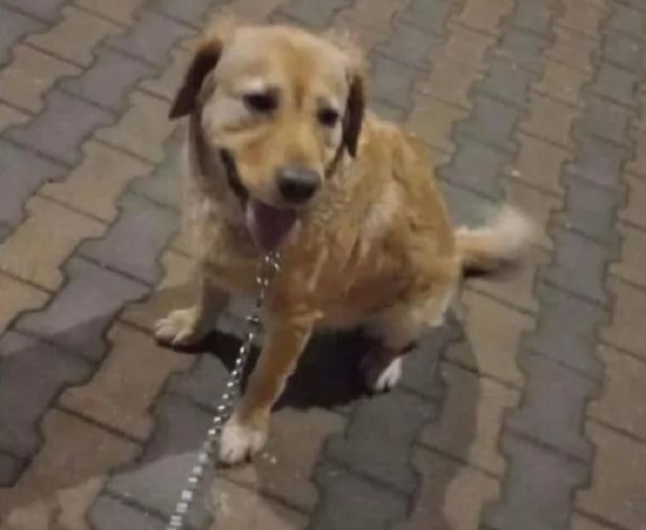 Bari, denunciata la scomparsa del Golden Retriever Achille, il cane ... Bari, denunciata la scomparsa del Golden Retriever Achille, il cane ...