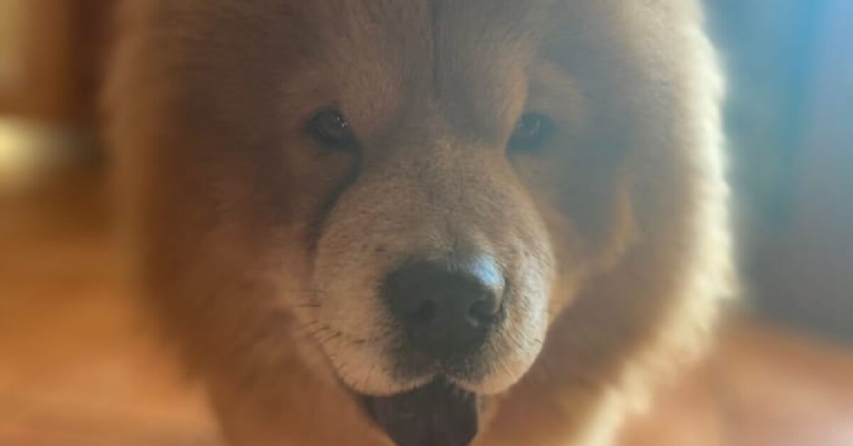 Albanella, denunciata la scomparsa del cane Chow Chow Ciro, offresi ... Albanella, denunciata la scomparsa del cane Chow Chow Ciro, offresi ...