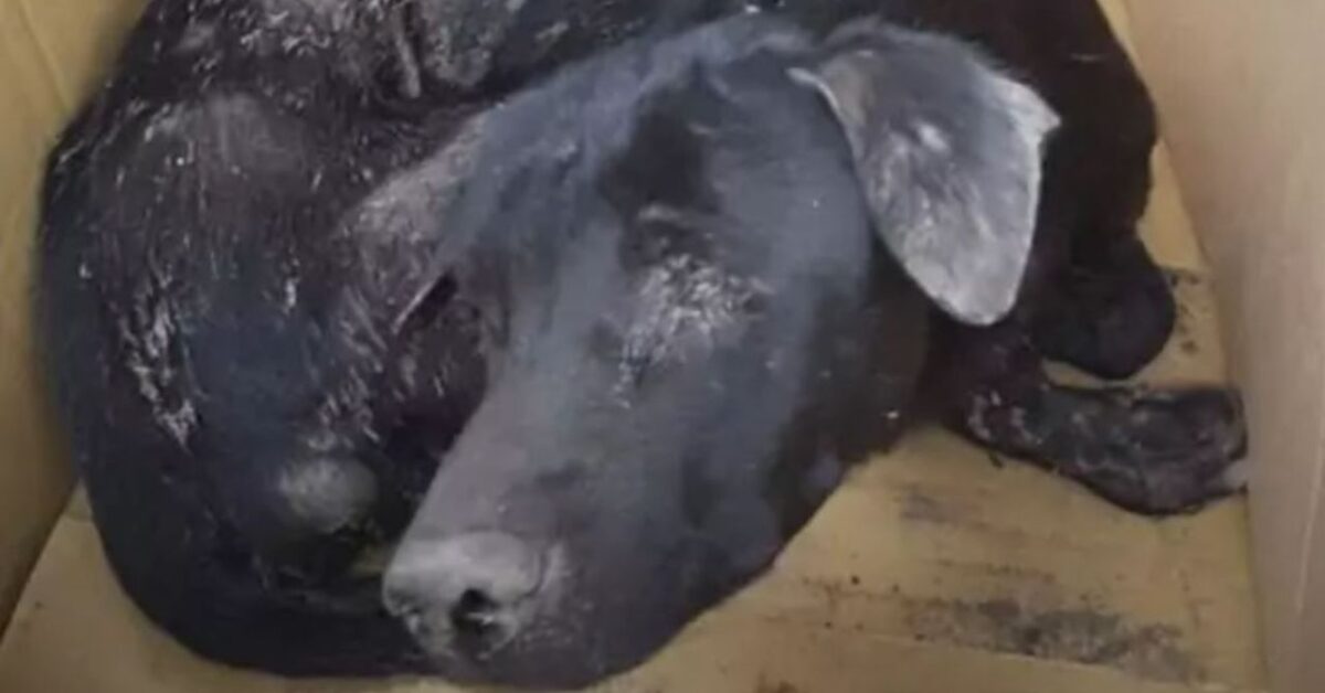 Il cagnolino cieco, disidratato e malnutrito, viene salvato in extremis ... Il cagnolino cieco, disidratato e malnutrito, viene salvato in extremis ...