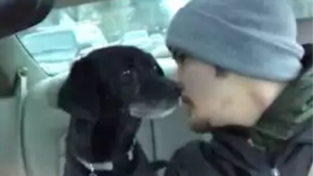 Il fattorino salva un cane mentre sta consegnando le pizze: Il fattorino salva un cane mentre sta consegnando le pizze: