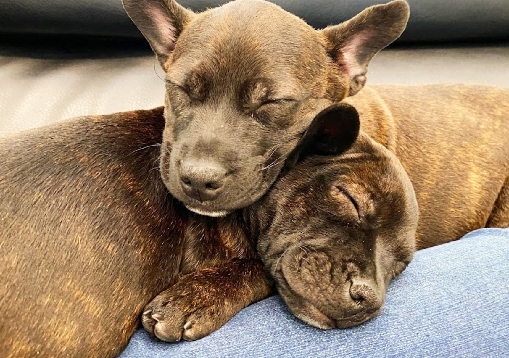 Akita Inu: carattere, a chi è adatto, cure e cosa sapere su questa razza Akita Inu: carattere, a chi è adatto, cure e cosa sapere su questa razza