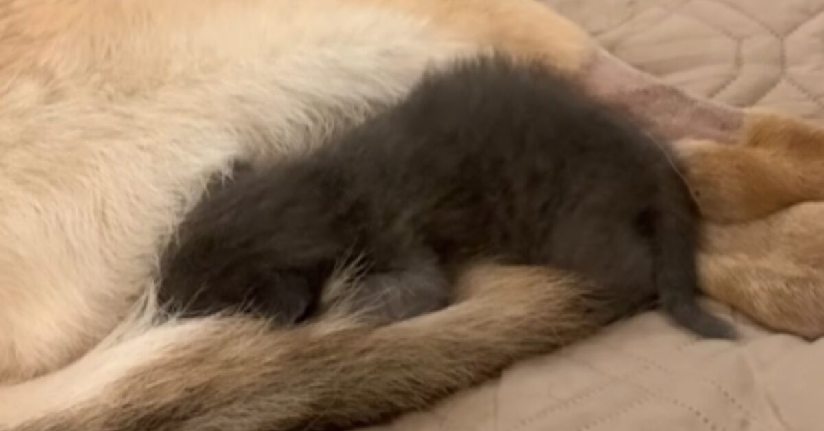 Il cane offre al minuscolo gattino un posto caldo e accogliente dove ... Il cane offre al minuscolo gattino un posto caldo e accogliente dove ...